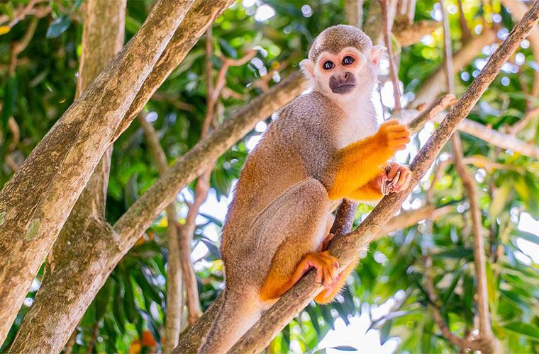 Tour Monkey Land Punta Cana | Otium Tour Punta Cana